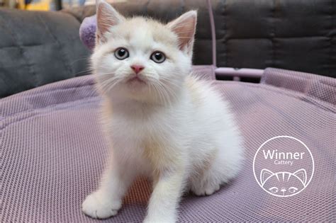 Winner Cattery