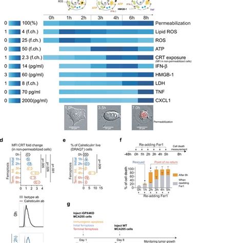 Ferroptotic Cells Are Not Immunogenic Regardless Of The Stage Of Cell