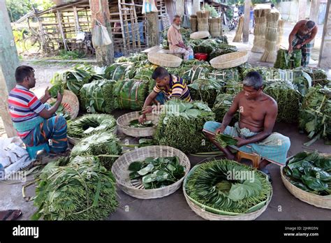 Shows A Paan Betel Leaf Market Farmers Process Paan Betel Leaf