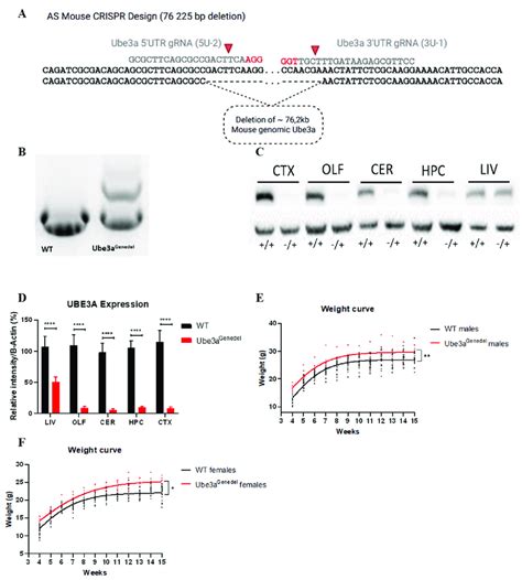 The Ube3a Genedel Mouse Model A Schematic Of The Ube3a Genedel