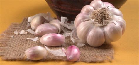 Garlic Allergy Symptoms Causes And Treatment Allergiesinfo
