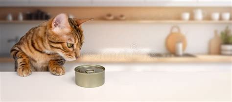 Bengal Cat And Tin Can Wet Cat Food In Tin Can Stock Image Image Of