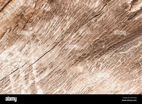 Texture Of A Tree Background Stock Photo Alamy