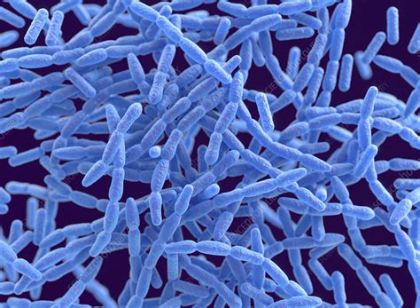 Anthrax Bacteria Illustration Stock Image F0291918 Science