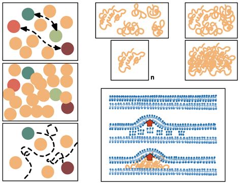 Bacterial Subcellular Architecture Structural Epistasis And Antibiotic Resistance
