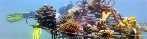 Pemuteran Biorock Dive Site Pemuteran Bali Indonesia