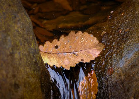 10 Bästa نودز بني صوتها Foton · 100 Gratis Nedladdning · Pexels Stockfoton