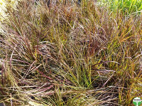 Pennisetum X Advena Rubrum Chop Ching Hin Pte Ltd