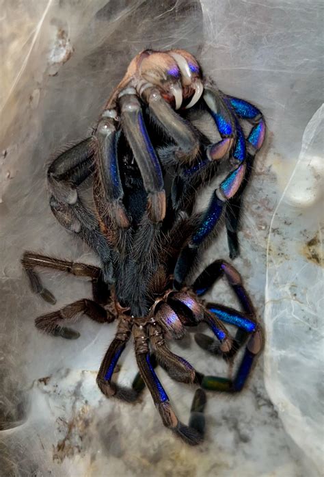 Molting Chilobrachys Natanicharum Electric Blue Rtarantulas