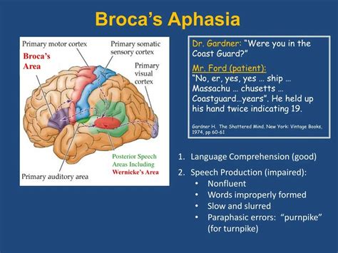 Ppt Language And The Brain Powerpoint Presentation Free Download Id