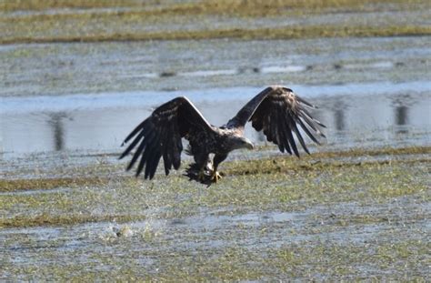Latest News Roy Dennis Wildlife Foundation