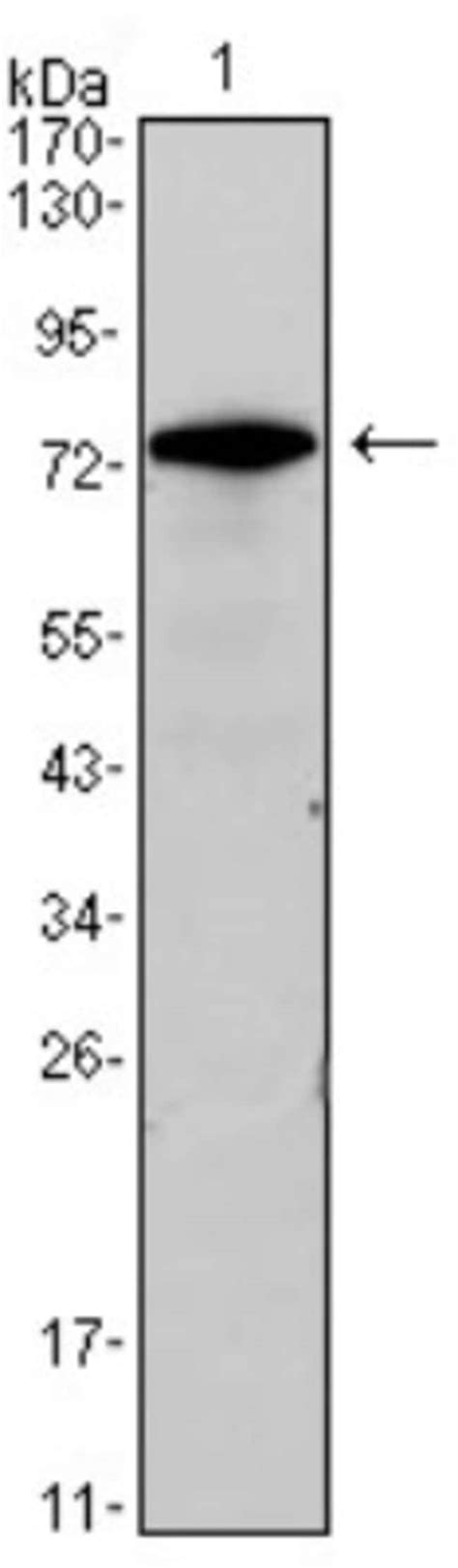 GATA 3 7B5 0 1 ML