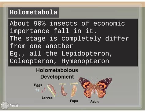 Classification Of Insect Pest Pdf
