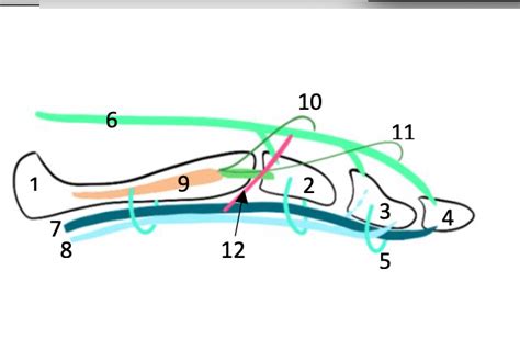 Diagramme De Vue Lat Doigt Quizlet