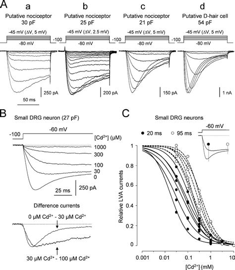 Heterogeneity Of Low Threshold Inward Currents In Drg Neurons A Download Scientific Diagram