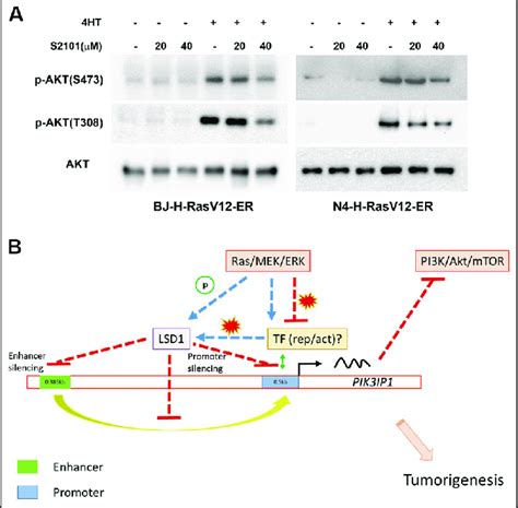 Lsd1 Inhibition Supresses Pi3k Signalling Upon Conditional Ras