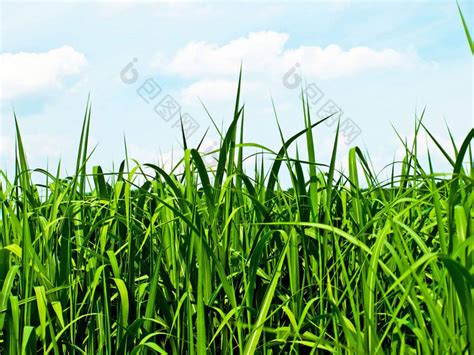 芒草柳枝稷图片 包图网企业站