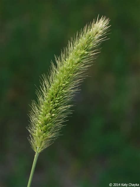 Foxtail Grass Identification