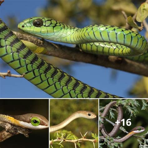 South Africas Most Venomous Snake In 2023 South Africa Snake Venom