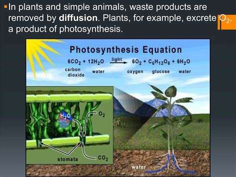 Chapter 5 Photosynthesis Stages And Growth Ppt