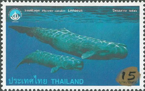 Worms World Register Of Marine Species Photogallery