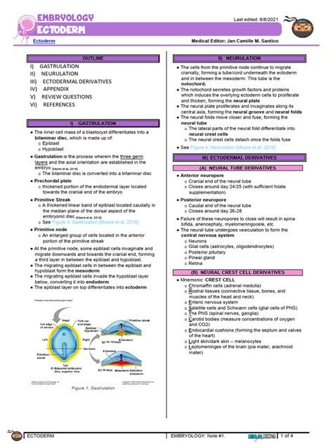 262 Embryology Physiology Ectoderm Pdf Anatomy Developmental