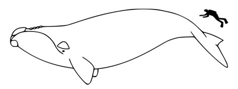 Free Whale Outline Cliparts Download Free Whale Outline Cliparts Png