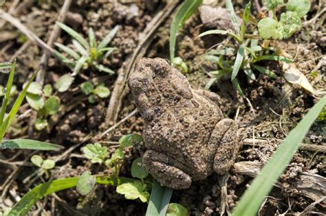 Cute Fowler S Or American Toad Anaxyrus Morgan County Alabama Usa