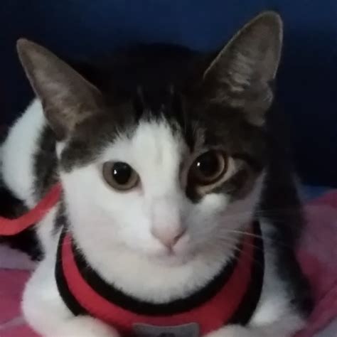 William Serrano Youtube