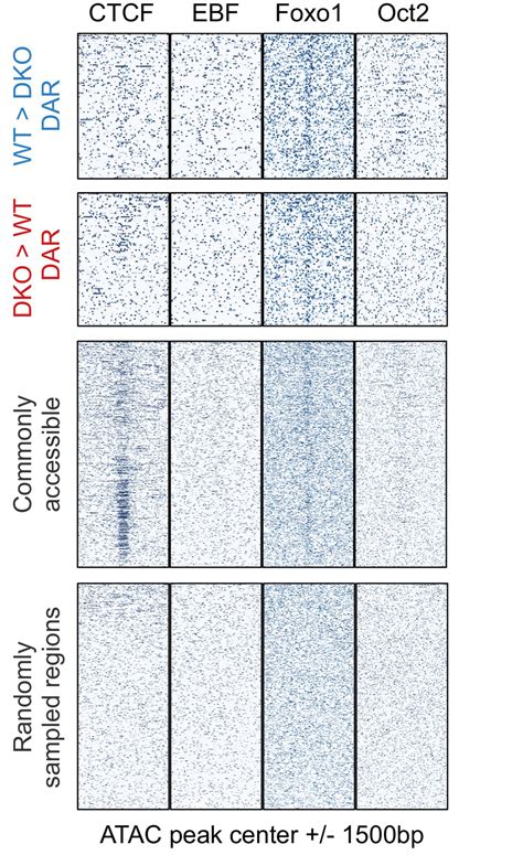 Figures And Data In Tet2 And Tet3 Cooperate With B Lineage Transcription Factors To Regulate Dna