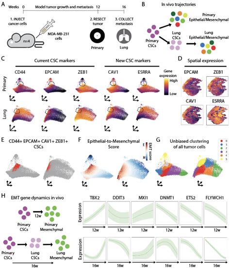 Validating Cancer Cell Plasticity Trajectories In Vivo A Schematic