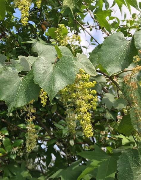 Vitis Cinerea PictureThis