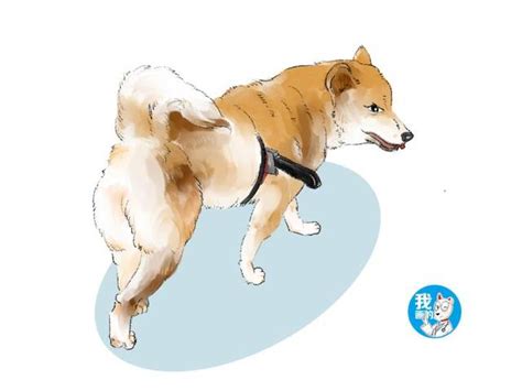柴犬拿刀乱杀柴犬乱杀 伤感说说吧