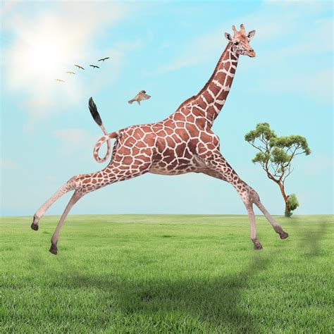 Jumping Giraffe