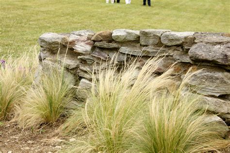 Mexican Feather Grass Nassella Formerly Stipa Tenuissima Proven