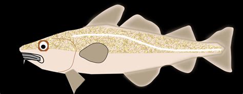 Download Arctic Cod Illustration Wallpaper