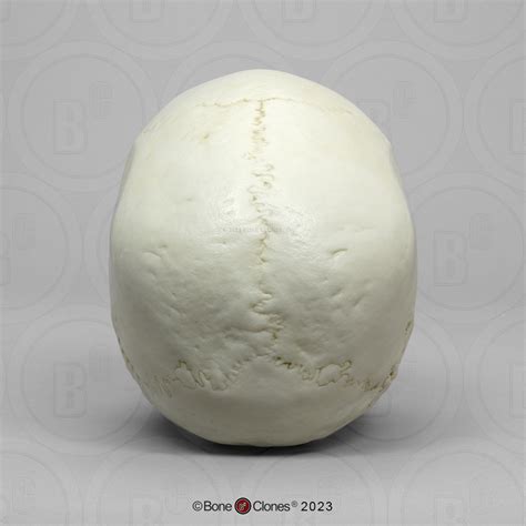 Human Female Asian Skull Bone Clones Osteological Reproductions
