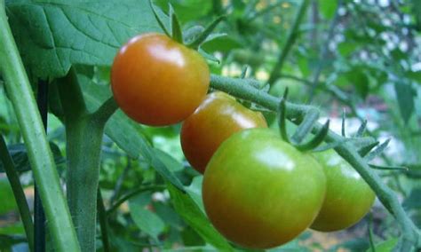 Growing Cherry Tomatoes Essential Growing Tips Epic Gardening
