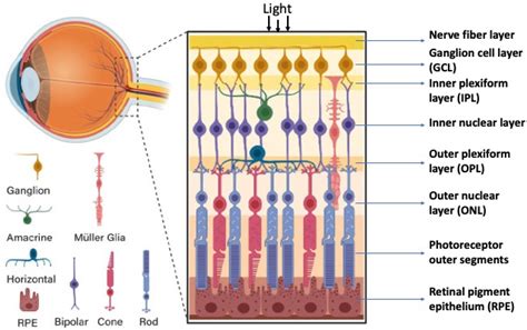Layers Of The Retina