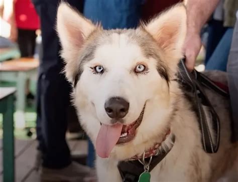 Starving Husky Almost Gives Up But Then A Miracle Happens