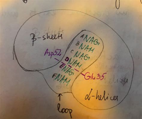 Diagram Of Lysozyme Active Site And Structure Quizlet