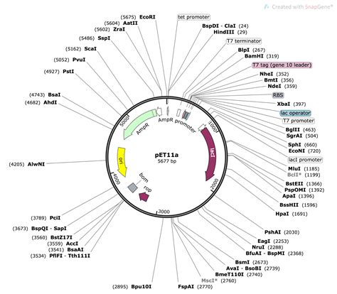 Plasmid Vector Multiple Cloning Sequence Plasmid Vector Multiple Cloning Sequence