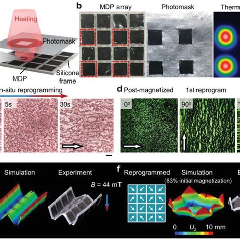Programmable Shape Morphing And Tunable Properties Of Magnetic Soft Download Scientific Diagram