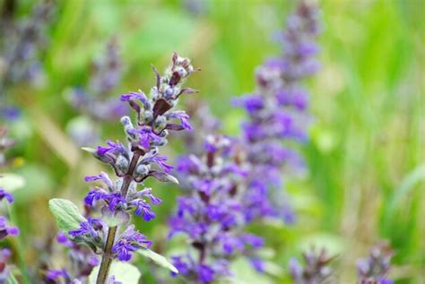 Premium Photo Flowers On Field