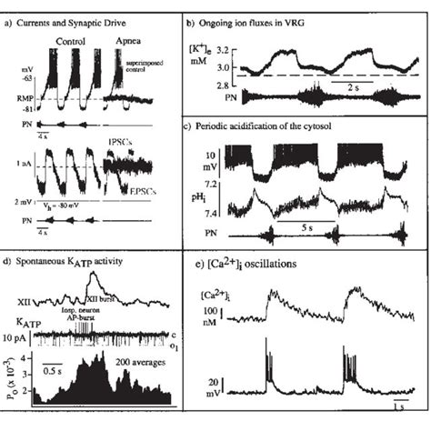 Pre Synaptic Effect Of Adenosine On Glutamatergic Activity During