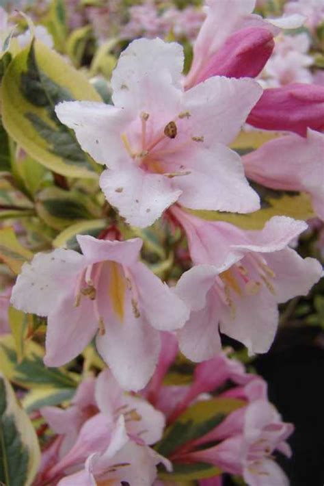 Kostenloser Versand Weigelie Nana Variegata XXL Pflanze Lubera At
