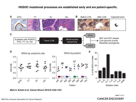 Hgsoc Mutational Processes Are Established Early And Are Patient