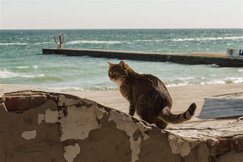 Стоишь на берегу и чувствуешь солёный запах ветра что веет с моря одесские котики котэ
