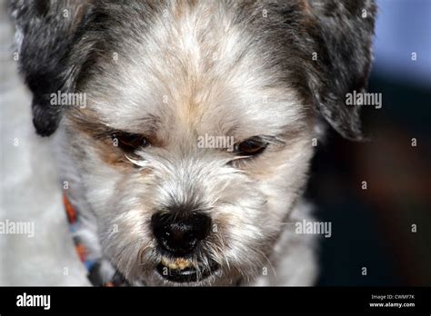 Are Shih Tzus Supposed To Have A Underbite