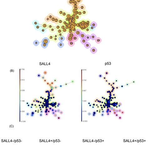 Examination Of Sall4 And P53 Expression In Mds Bone Marrow Cells A
